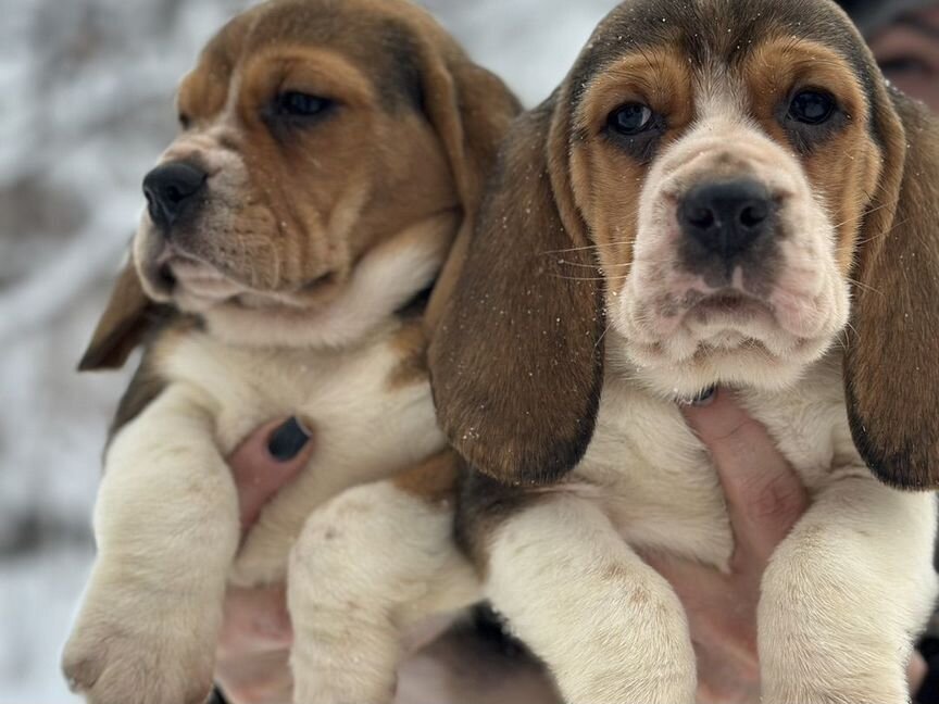 Собаки щенки бигль