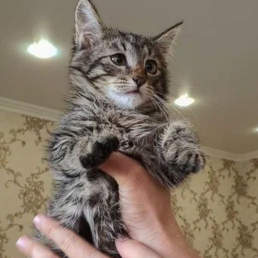 Котенок в добрые руки