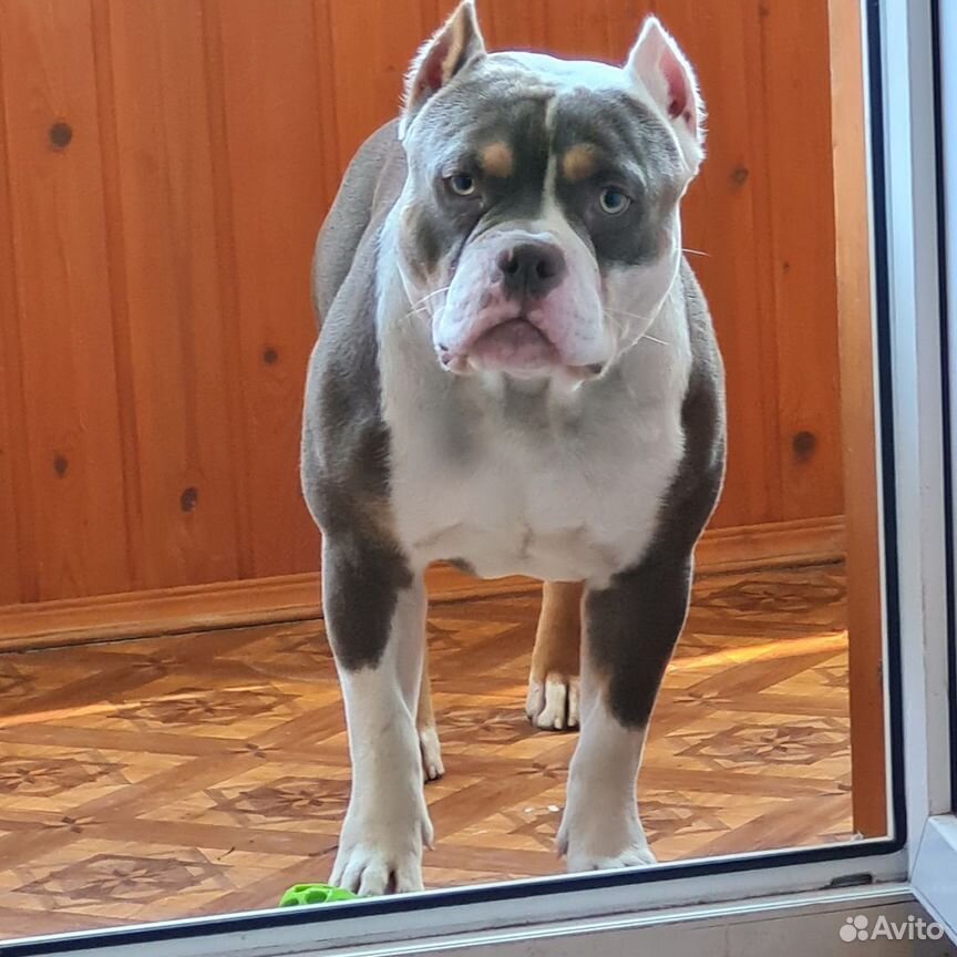 Американский булли