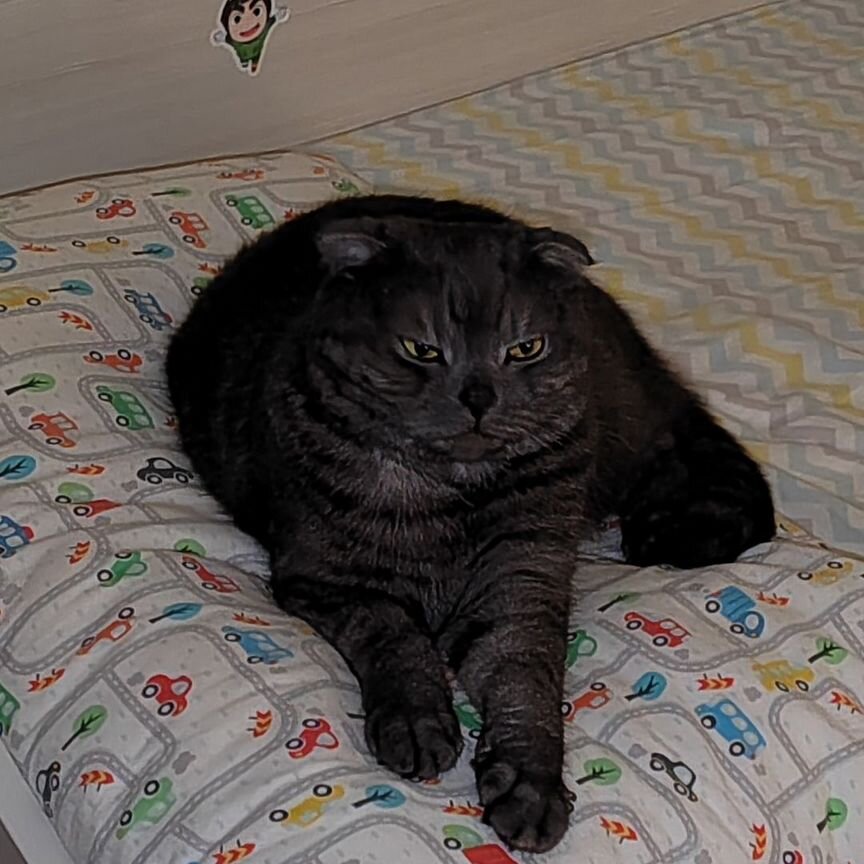 Кот