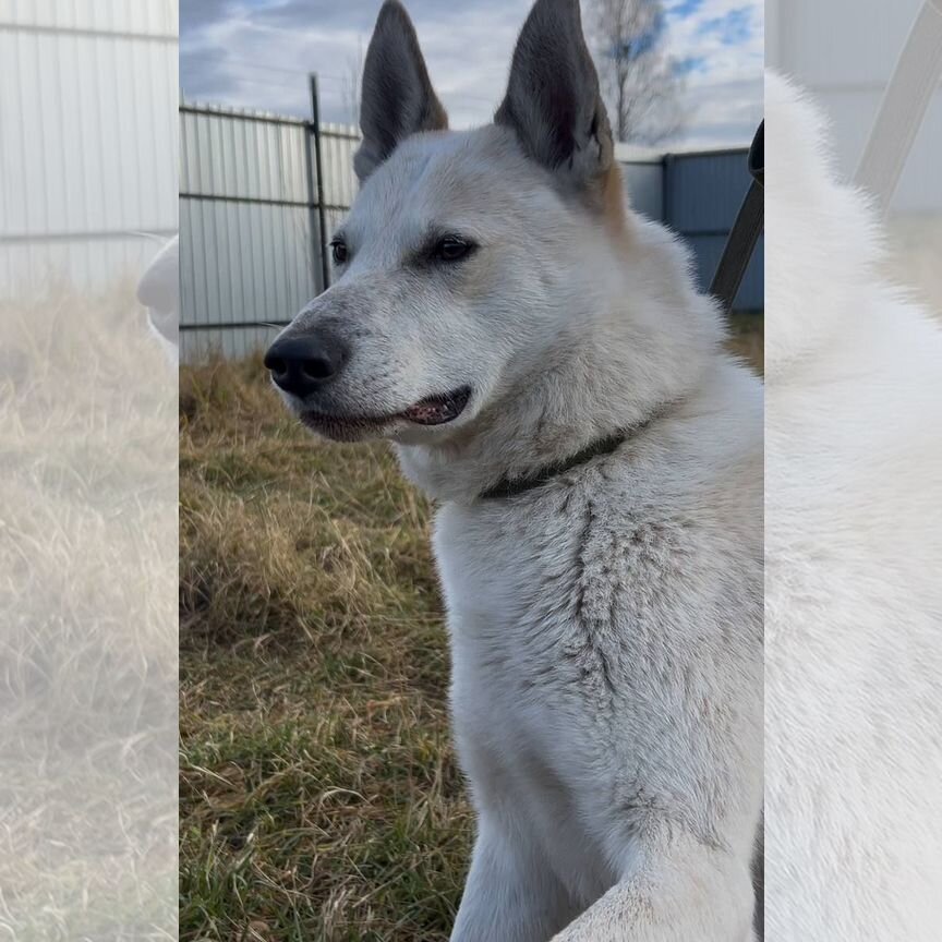 Взрослый пёс в добрые руки