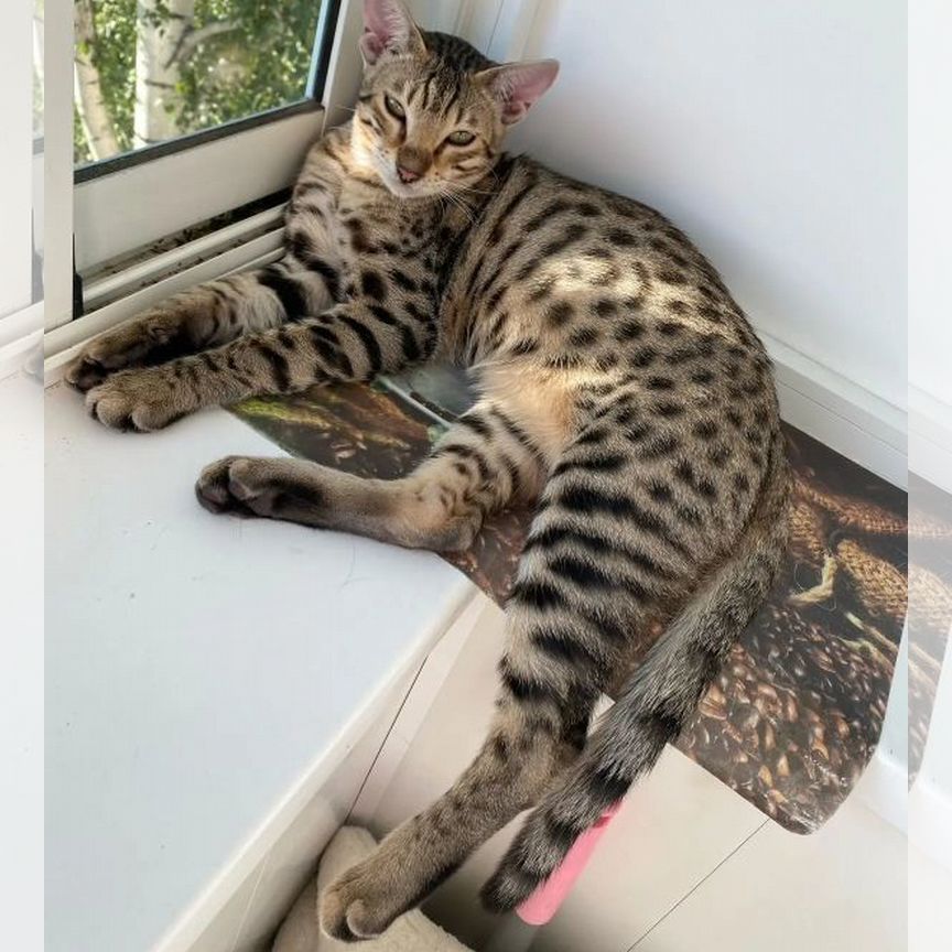 Саванна, взрослый кот