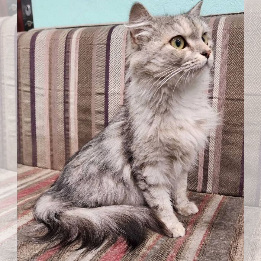 Выбросили кошку. Нужен дом