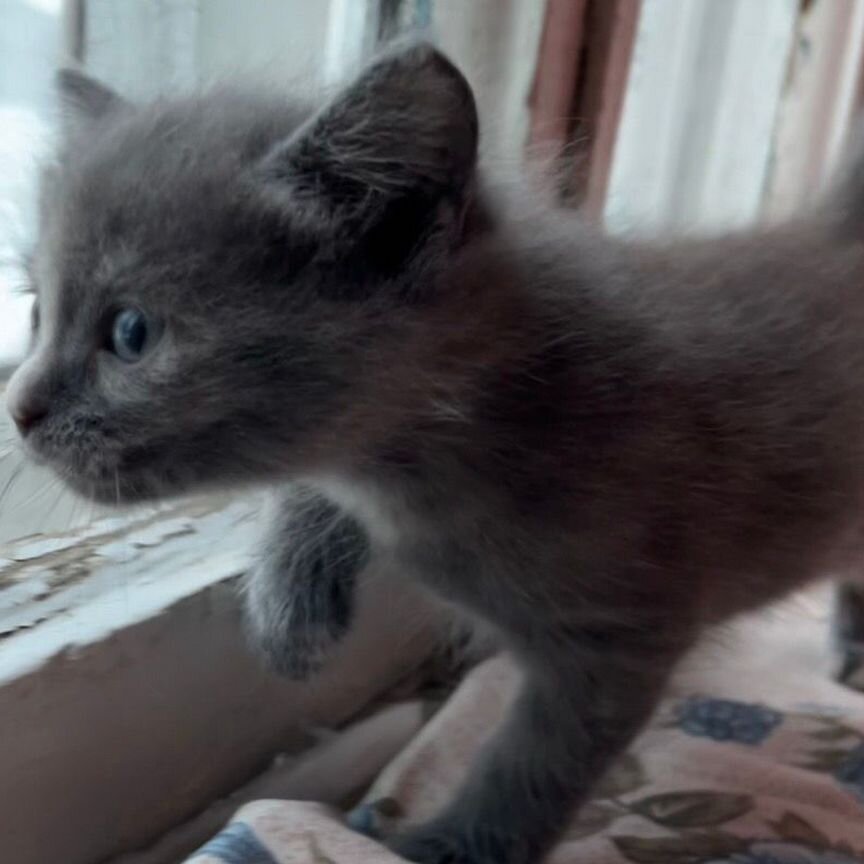 Котёнок в добрые руки