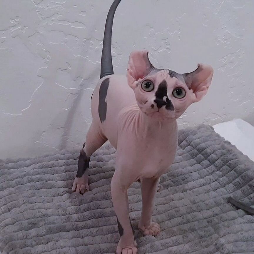 Канадский сфинкс котёнок