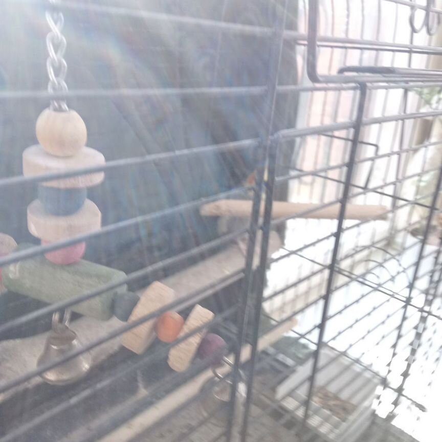 Попугай Карел средний