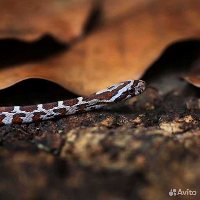 Маисовый полоз