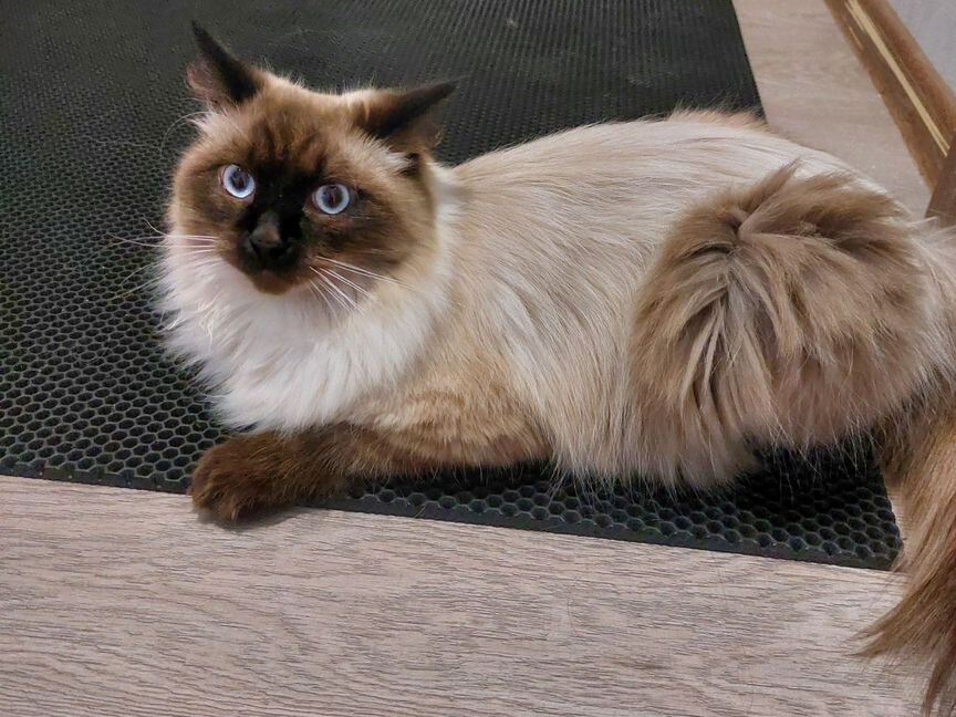 Котик ищет дом