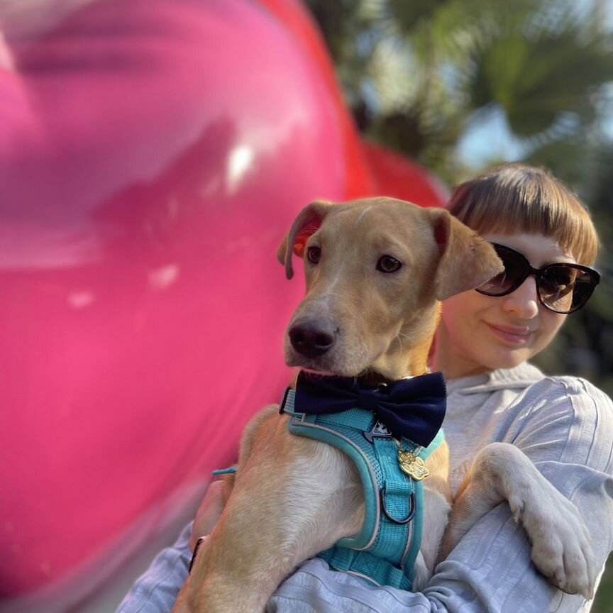 Щенок в добрые руки