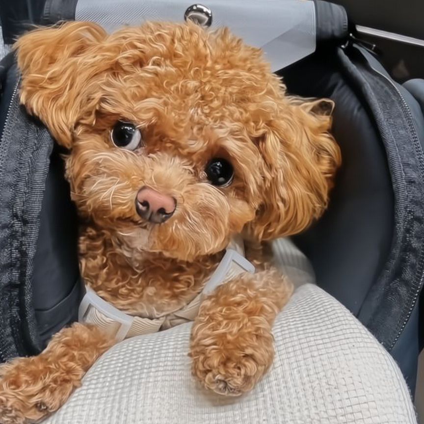 Той-пудель, щенок