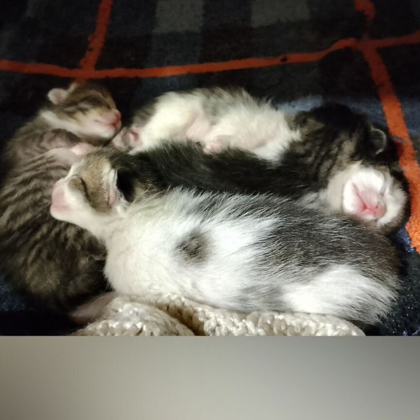 Котята в дар