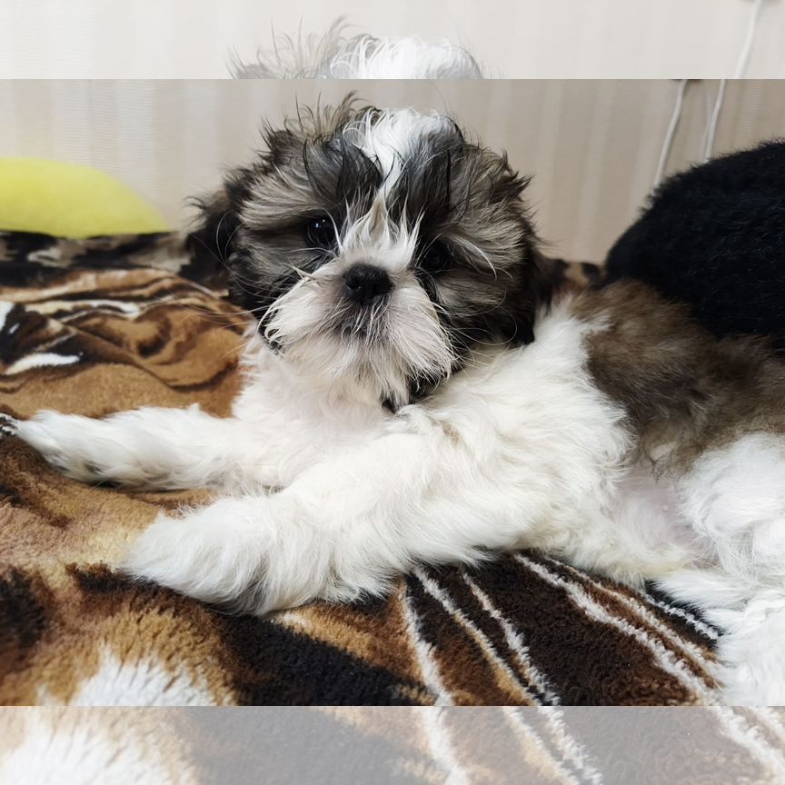 Ши-тцу, щенок