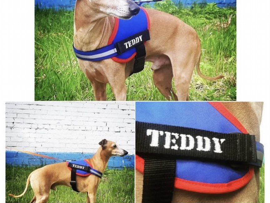 Шлейка для собаки, одежда, попона