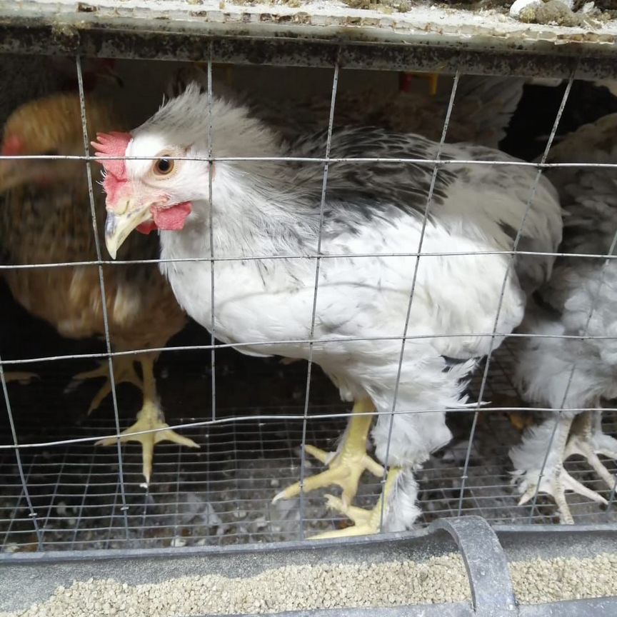 Молодые петухи