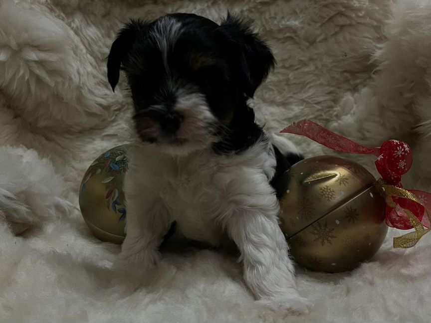 Щенки бивер йорка