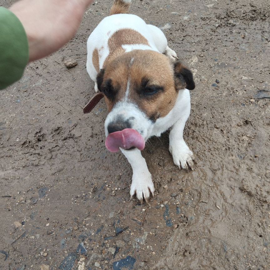 Джек рассл девочка 4 года