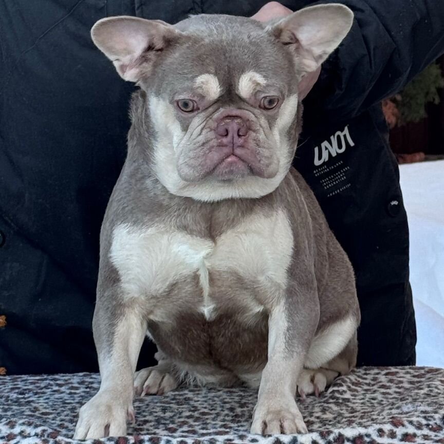 Французский бульдог, щенок