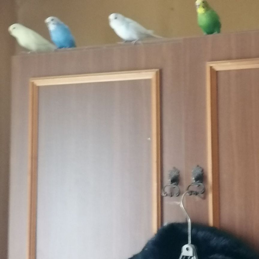 Волнистый попугай