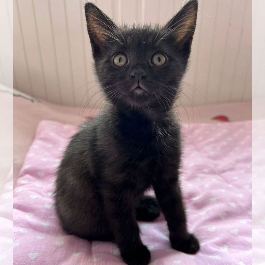 Котенок Черника