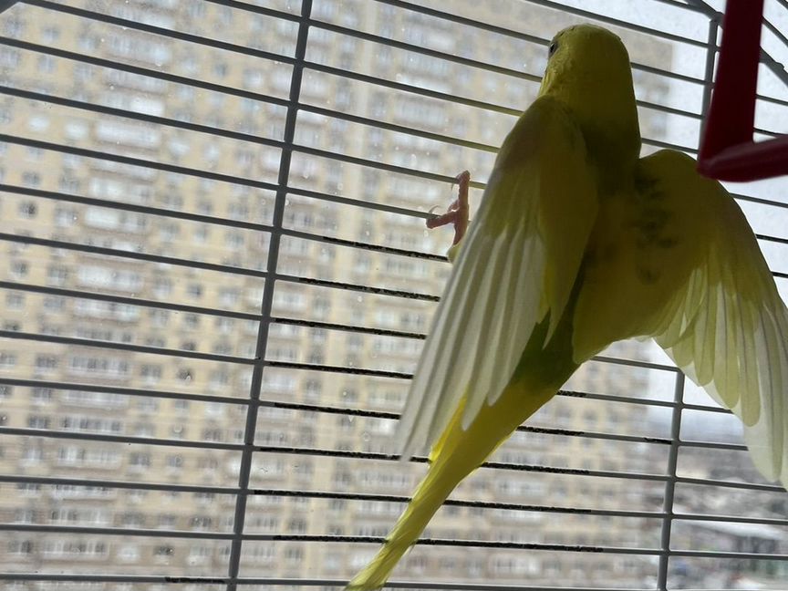 Волнистый попугай девочка