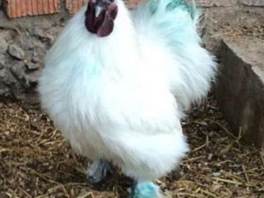 Инкубационное яйцо китайских шелковых кур