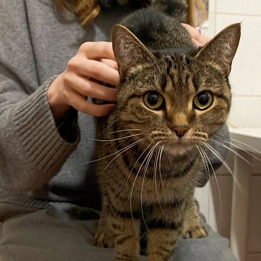 Кошка ищет дом