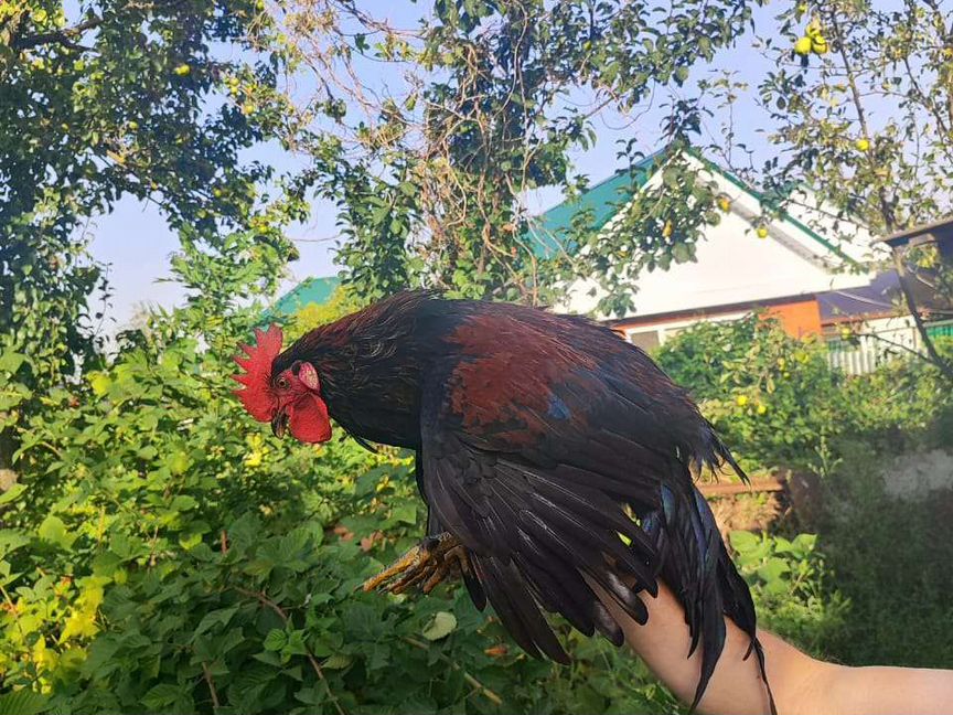 Петух