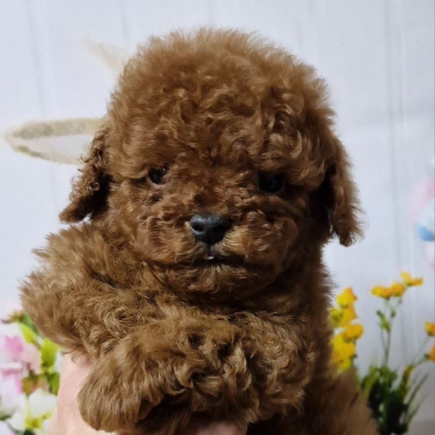 Той-пудель ред браун