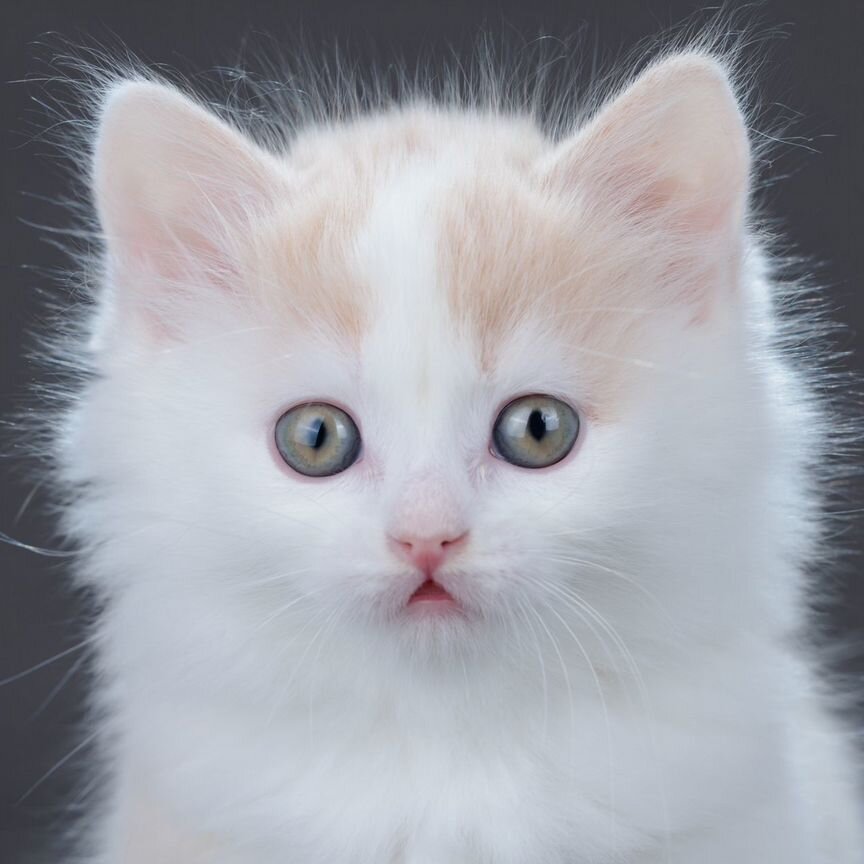 Манчкин длинношёрстный котёнок