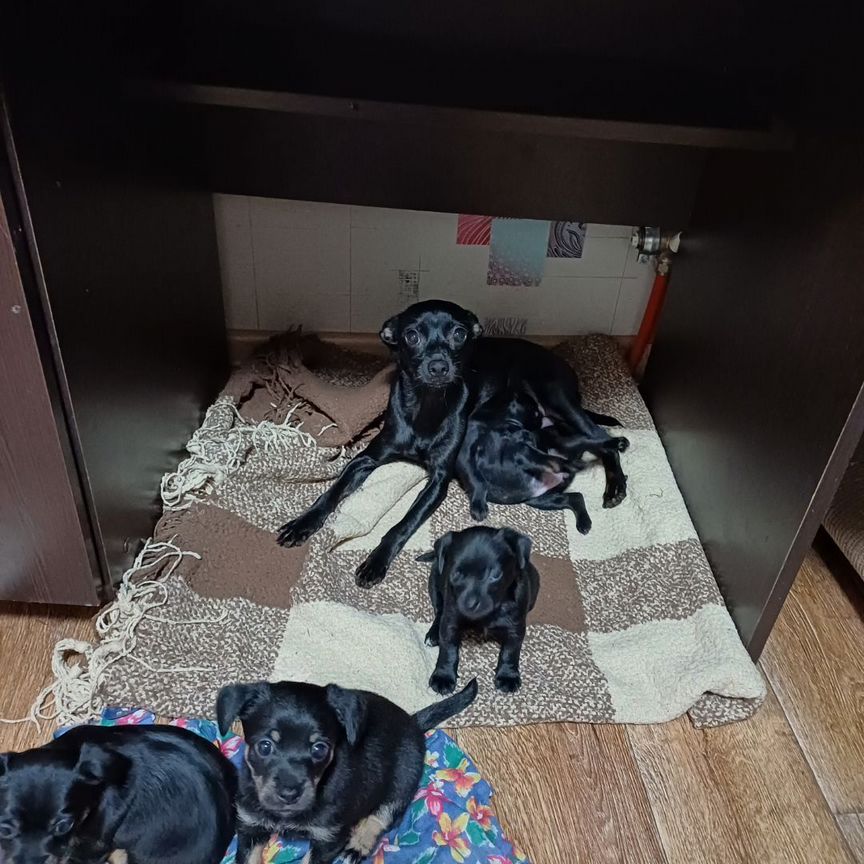 Продаю собачек тойчики 2 мес будет 12.11