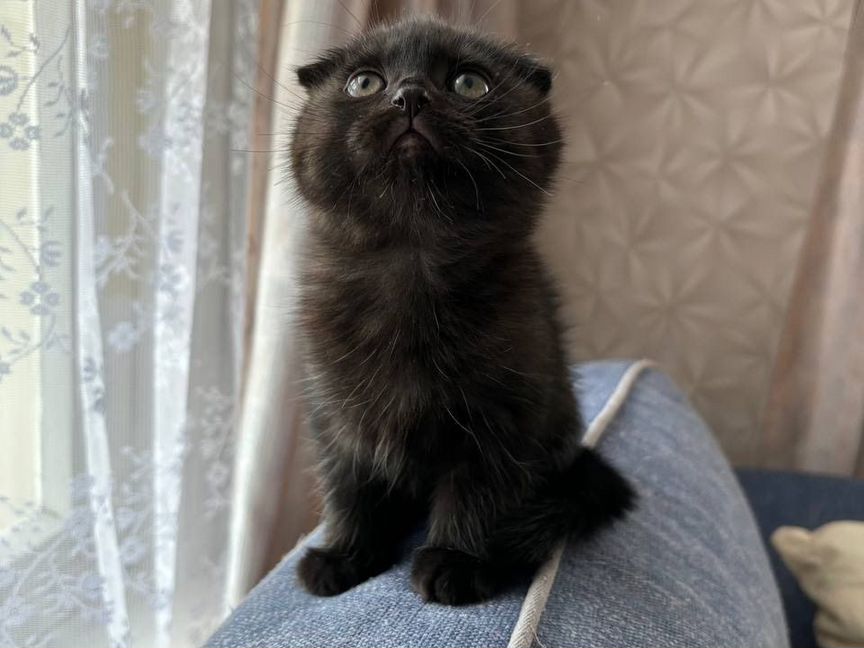 Шотландские вислоухие, британские прямоушки