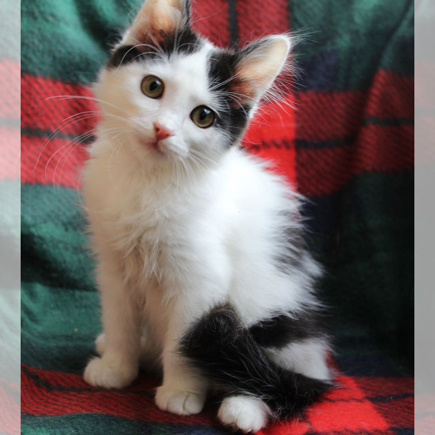 Котенок Варя ищет дом
