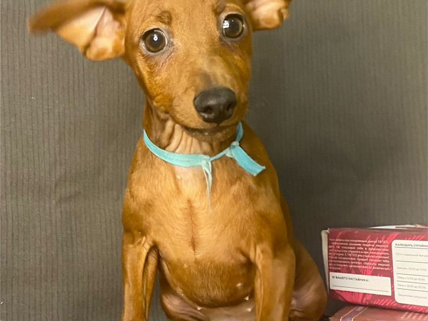 Щенки цвергпинчера