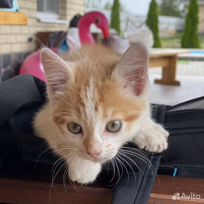 Котик девочка.Кошечка. Котенок в добрые руки