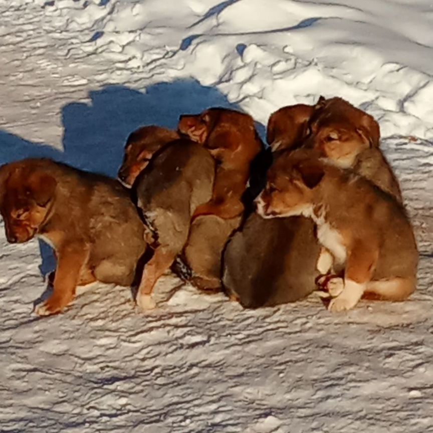 Русская пегая гончая, щенок