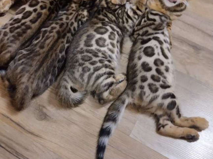 Бенгальская кошка