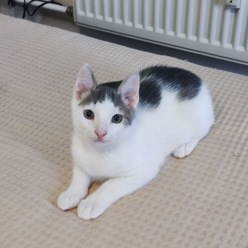 Котенок Саймон