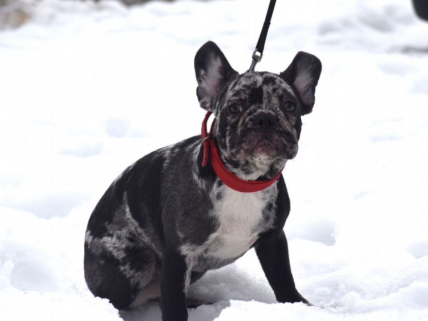 Голубой мерль, мальчик