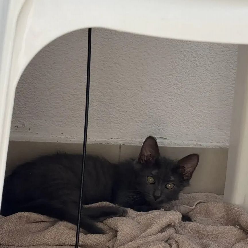 Русский голубой котёнок