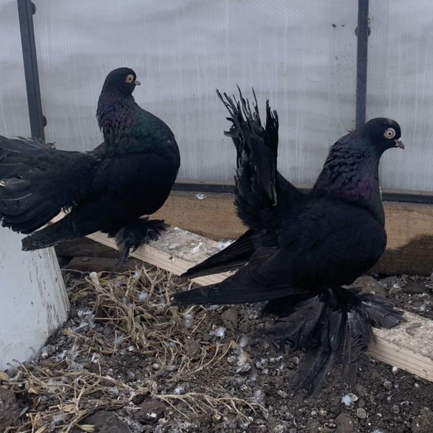 Голуби статные
