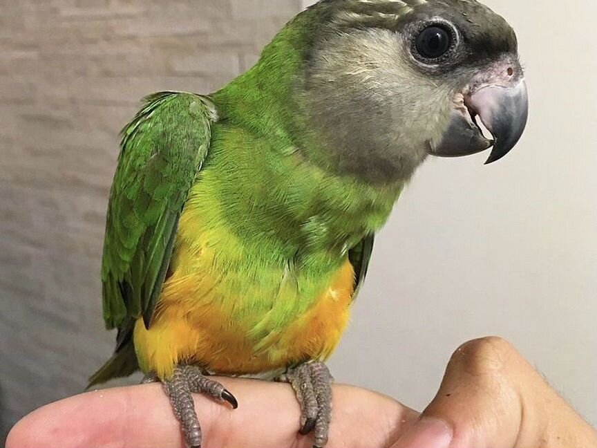 Супер ручной сенегальский попугай