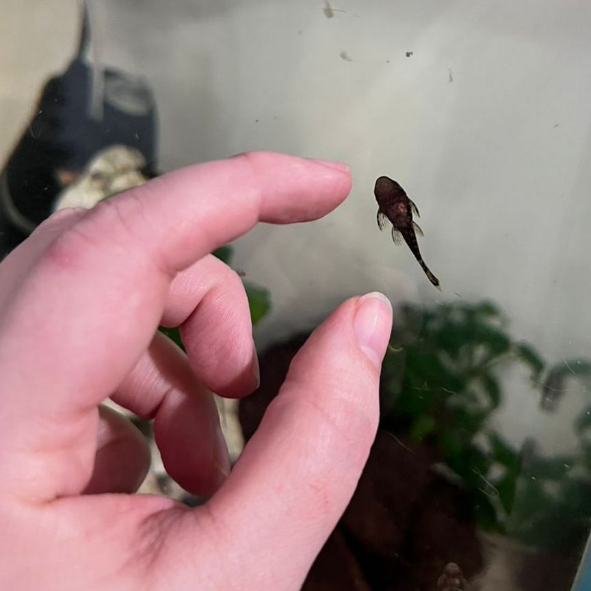 Аквариумные рыбки сом анцитрус