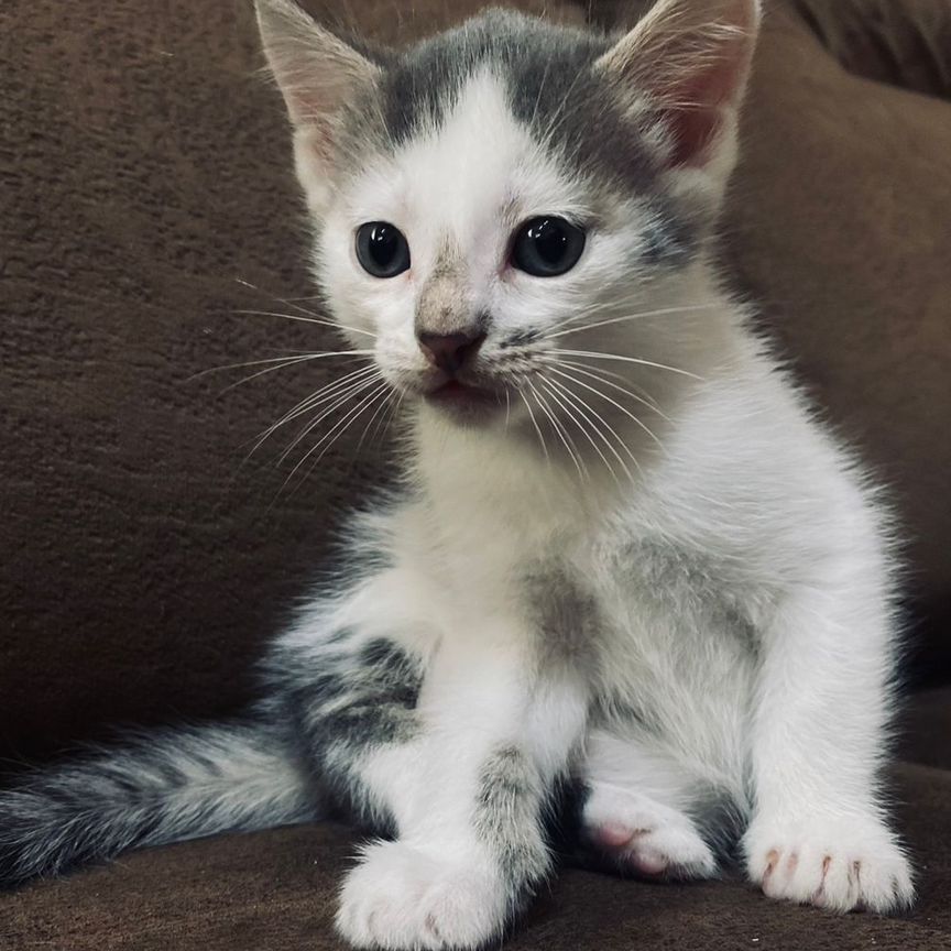 Котята в добрые руки бесплатно