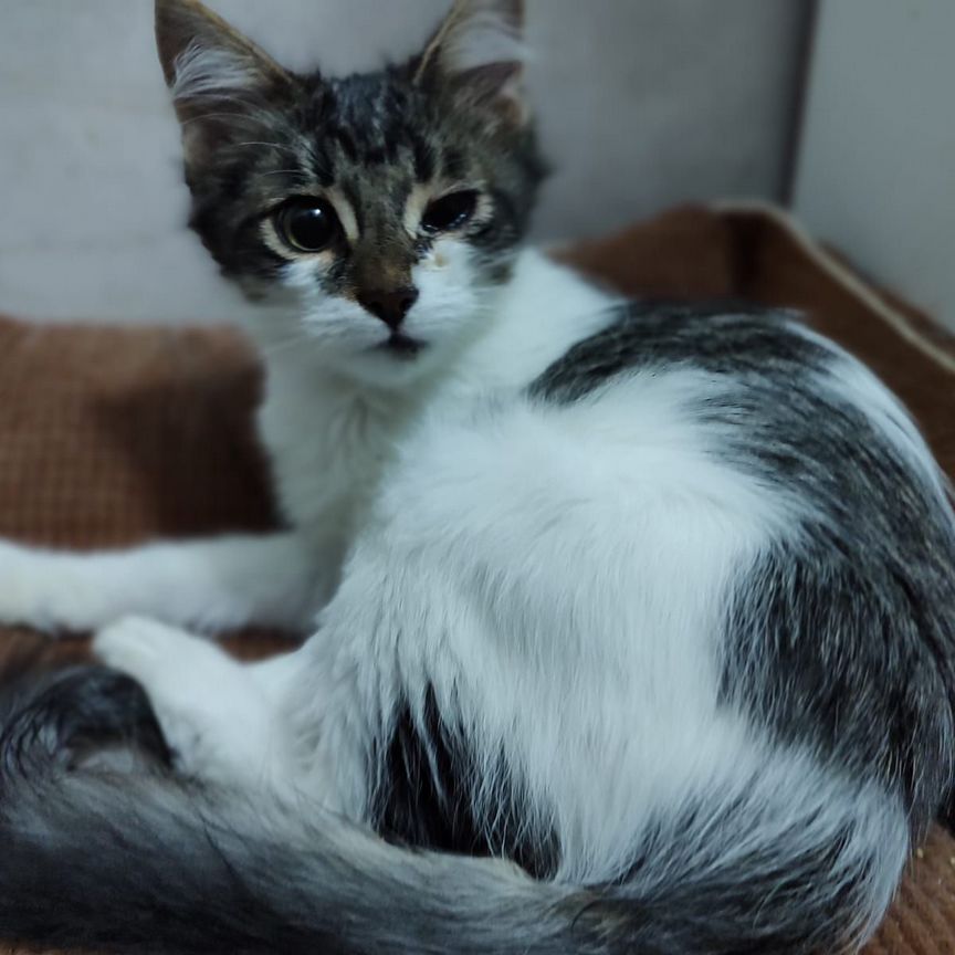 Мальчик-зайчик 3.5 мес в дар