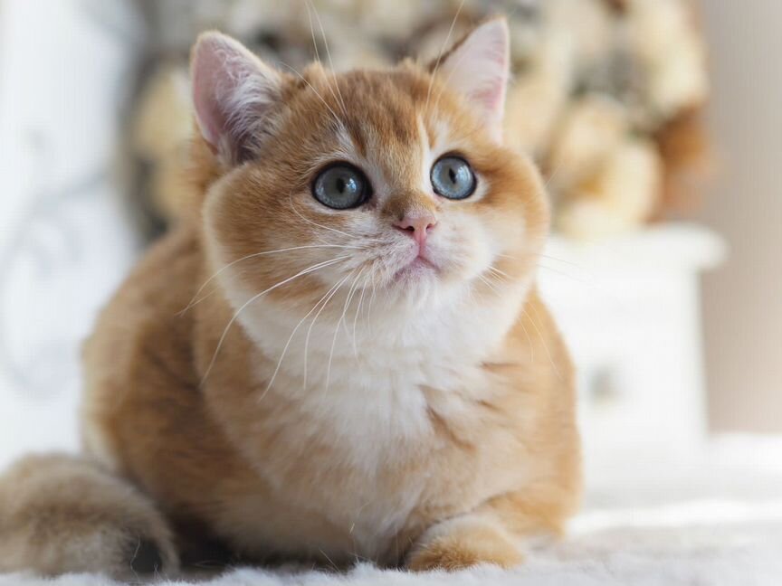 Британская золотая шиншилла мальчик