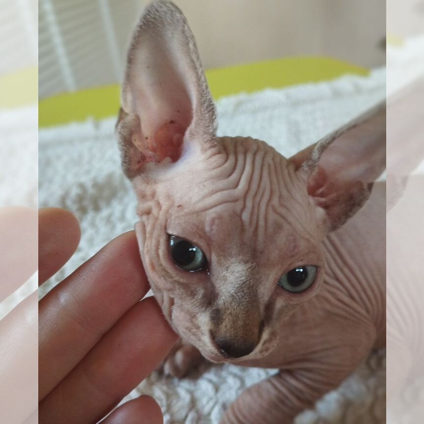 Канадский сфинкс котенок