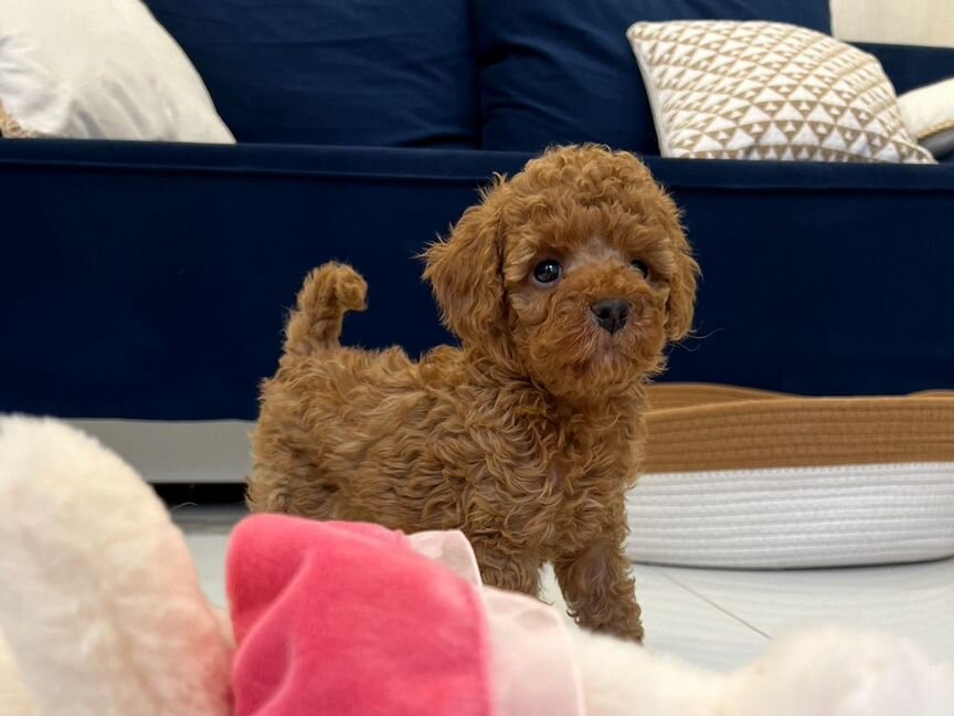 Щенки Той-пуделя ред braun мальтипу f1мини