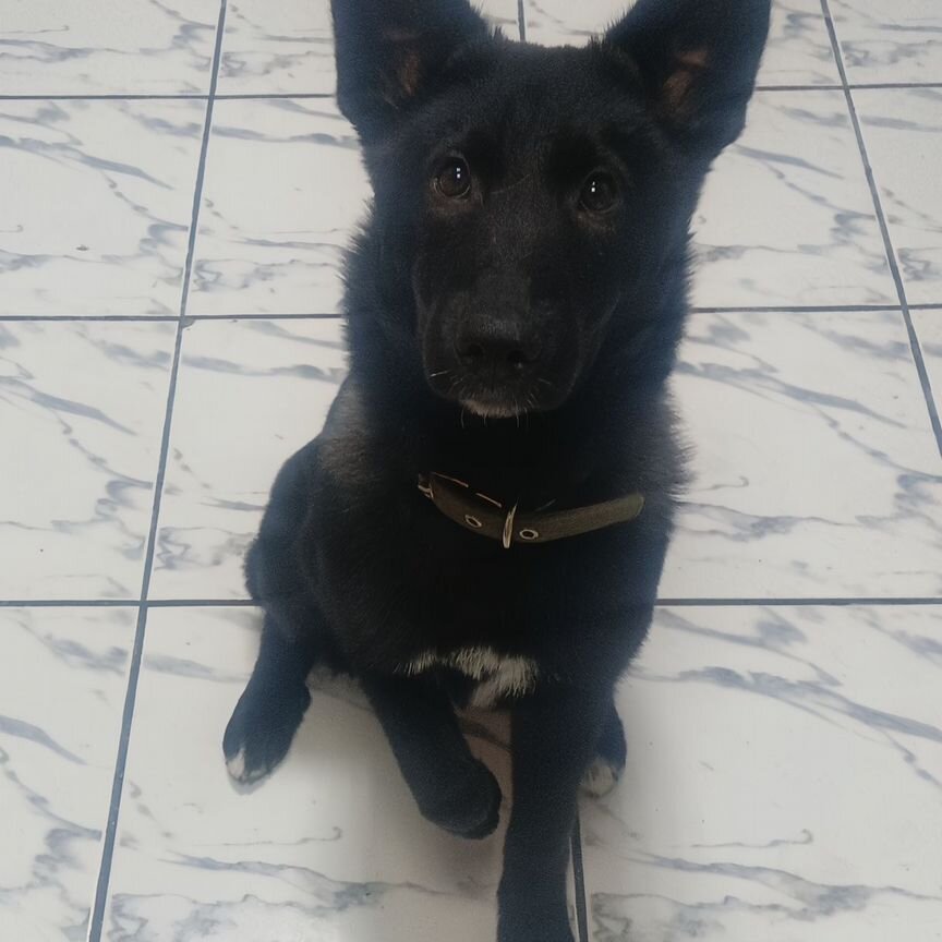 Щенок в добрые руки