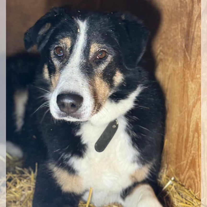 Пальма, собака из приюта в добрые руки