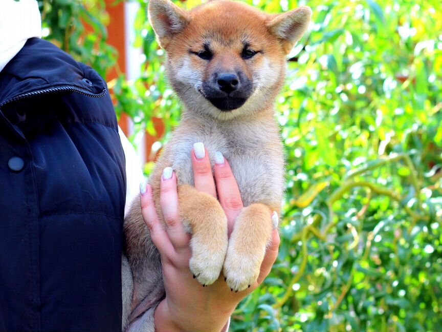 Улыбашка девочка сиба шиба ину